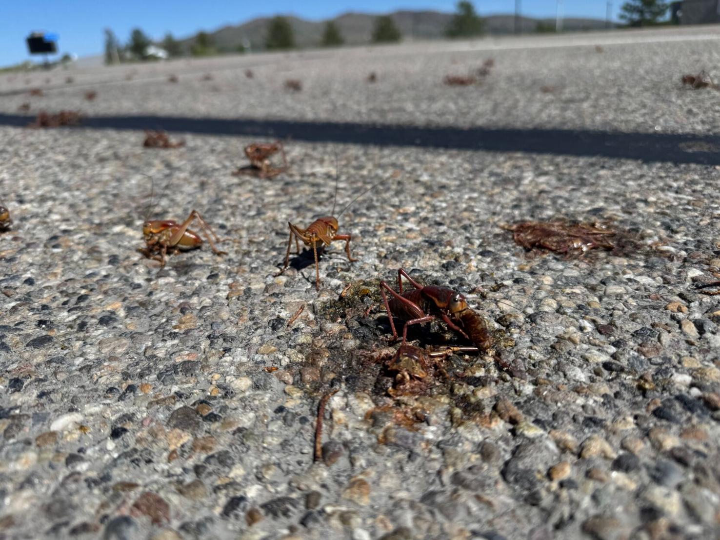 Number of Mormon cricket sightings come from Spring Creek