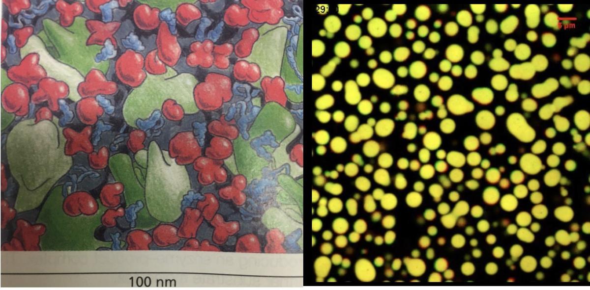 Speaking of Science: Cellular compartmentalization