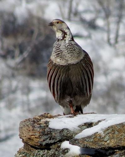 Nature Notes: Hunting Himalayan snowcocks