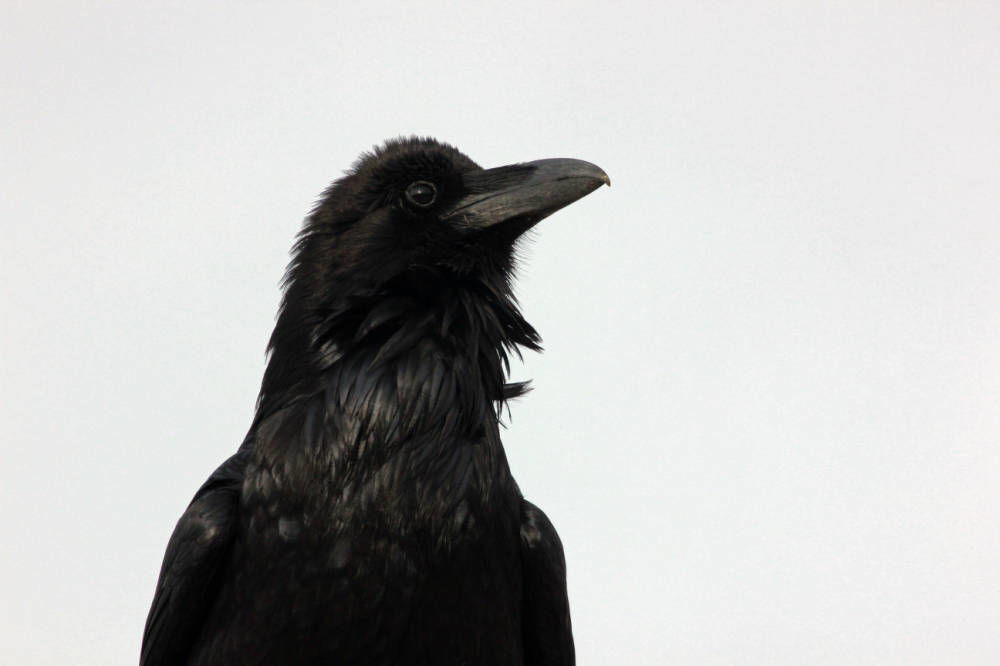 Nature Notes: How intelligent is a raven?