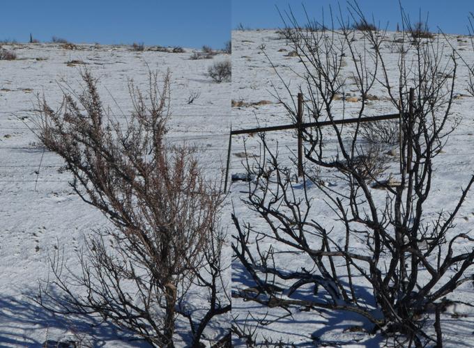 Nature Notes: Burned bitterbrush