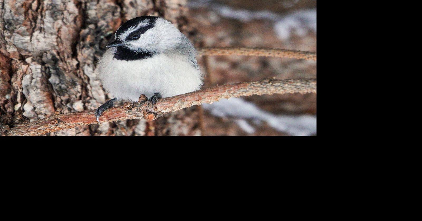 35th annual Christmas Bird Count