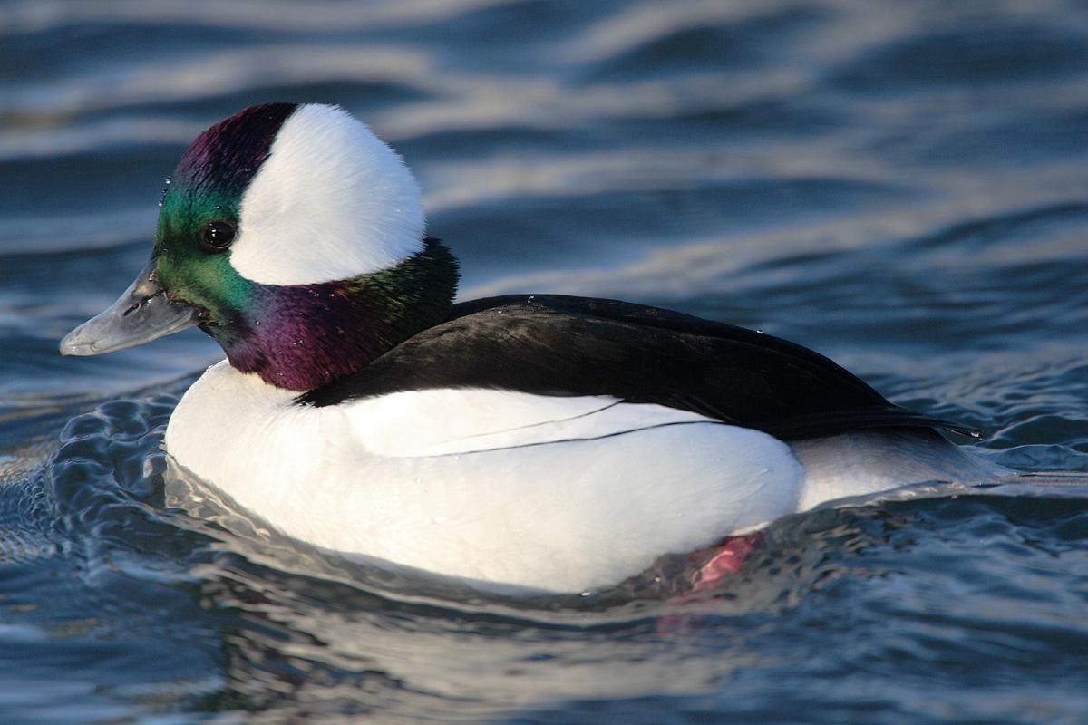 Bufflehead selected for 2016 Duck Stamp Art Contest