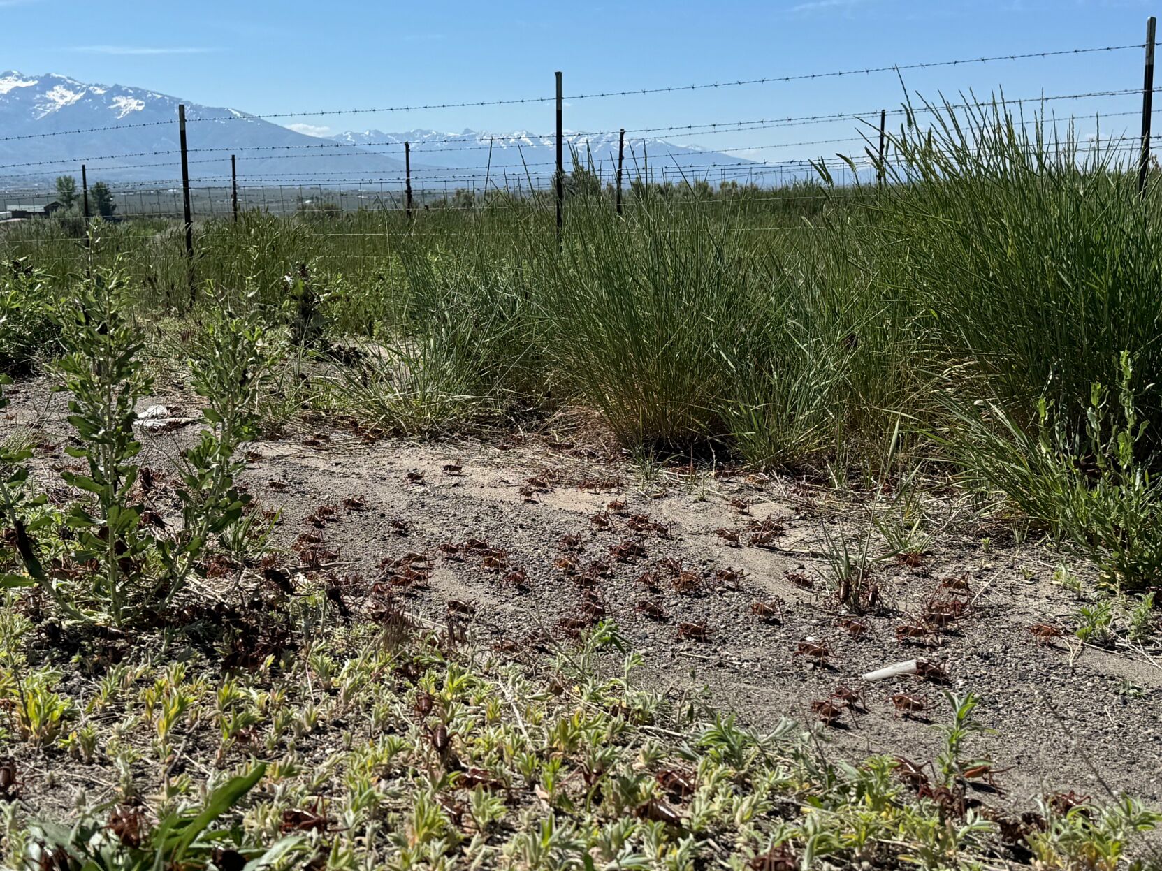 Number of Mormon cricket sightings come from Spring Creek