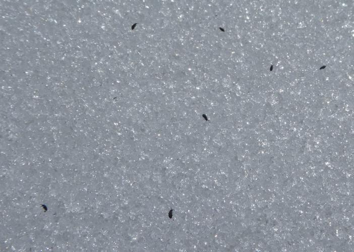 Nature Notes: The insignificant snow flea