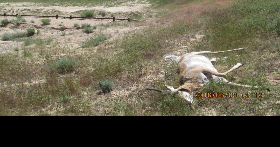 Wardens seek information in pronghorn antelope killing