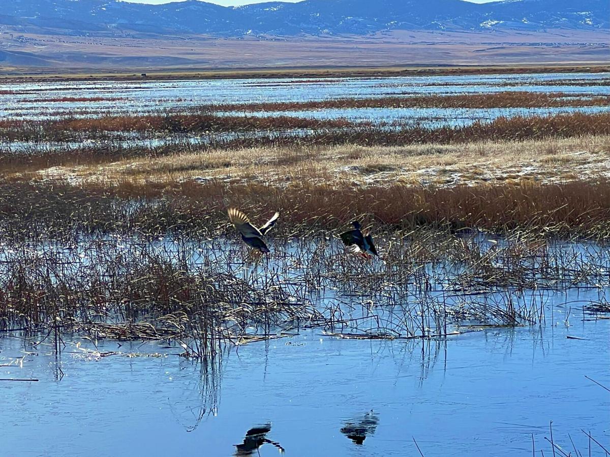 Gallery: Exploring Ruby Lake National Wildlife Refuge