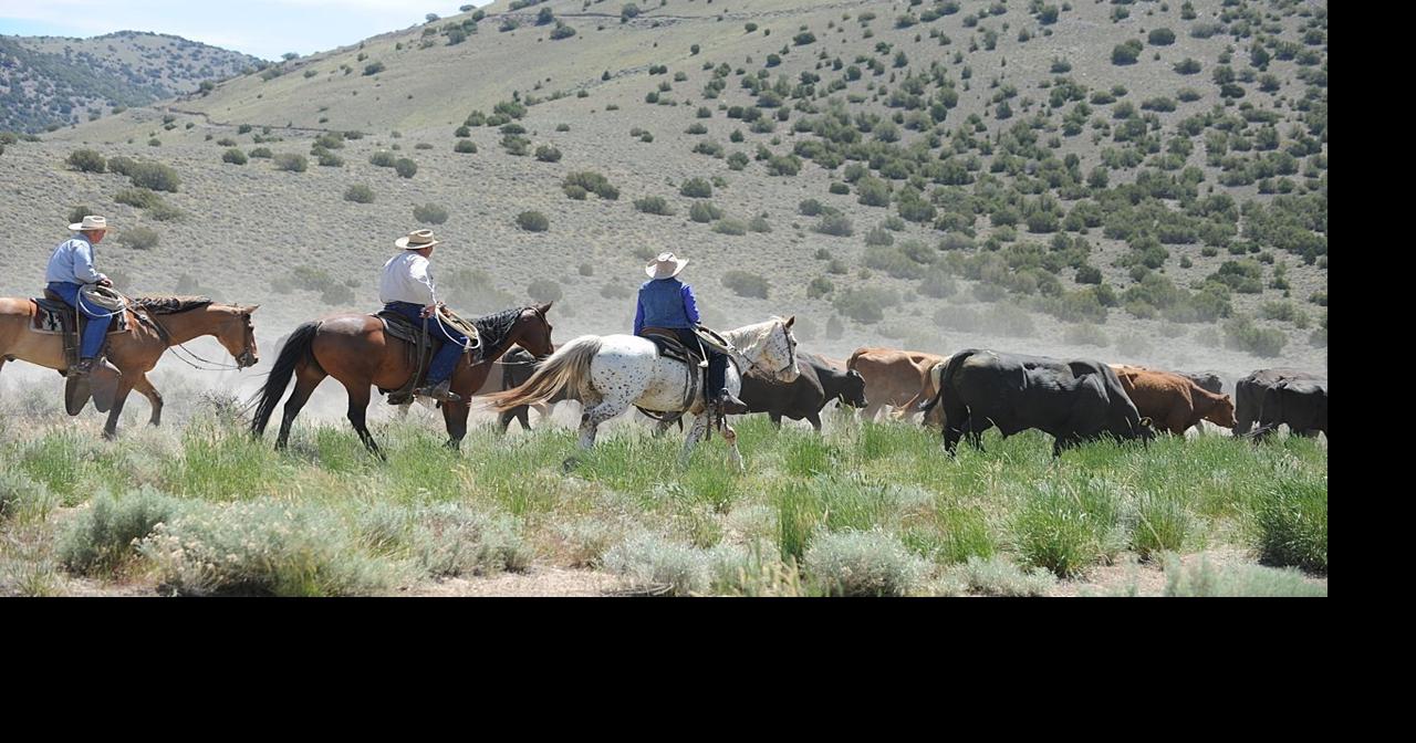 BLM allows grazing on closed allotment to avoid confrontation