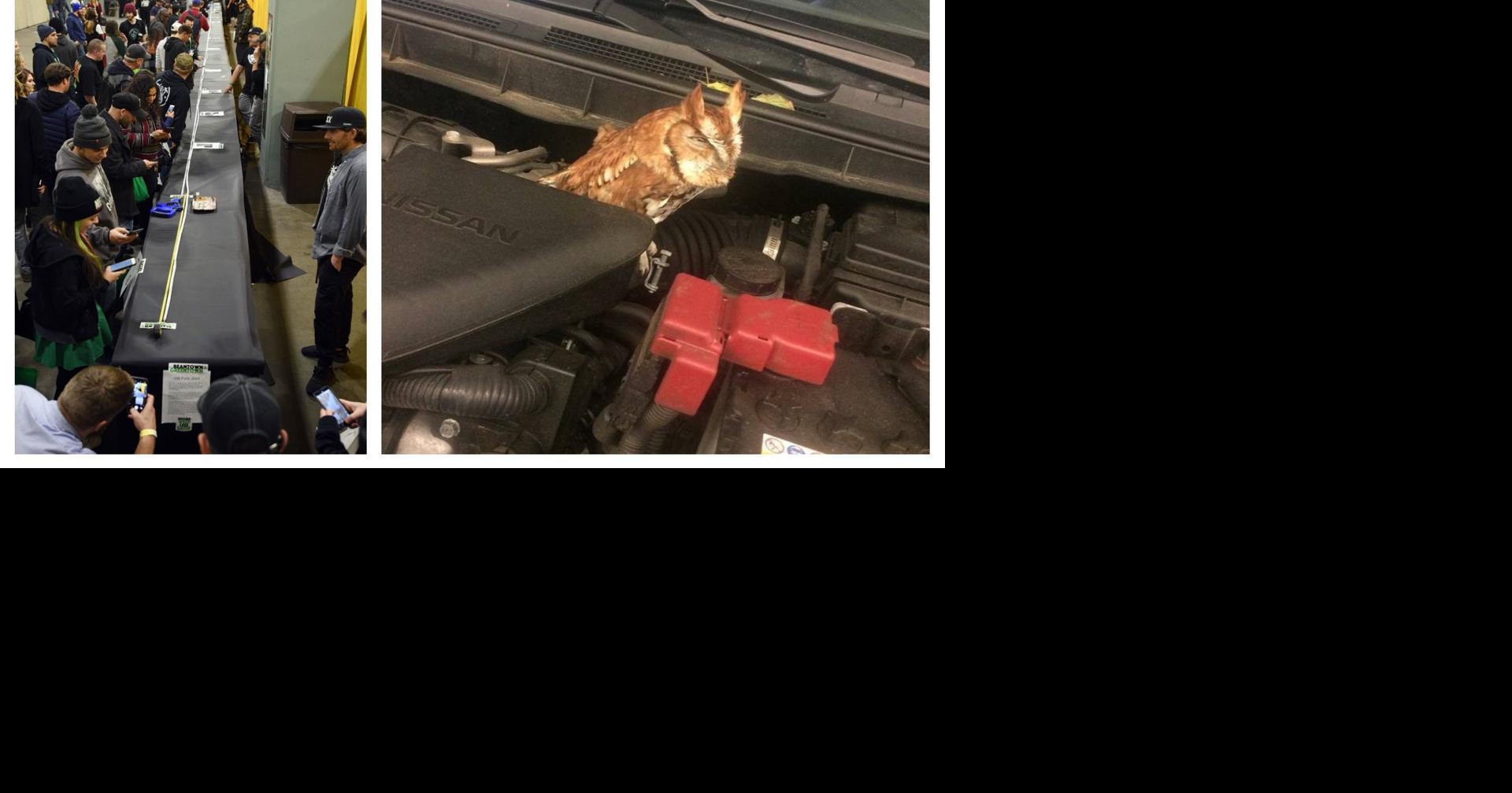 This week in odd news: Owl crashes oil change, cannabis club rolls 100 ...