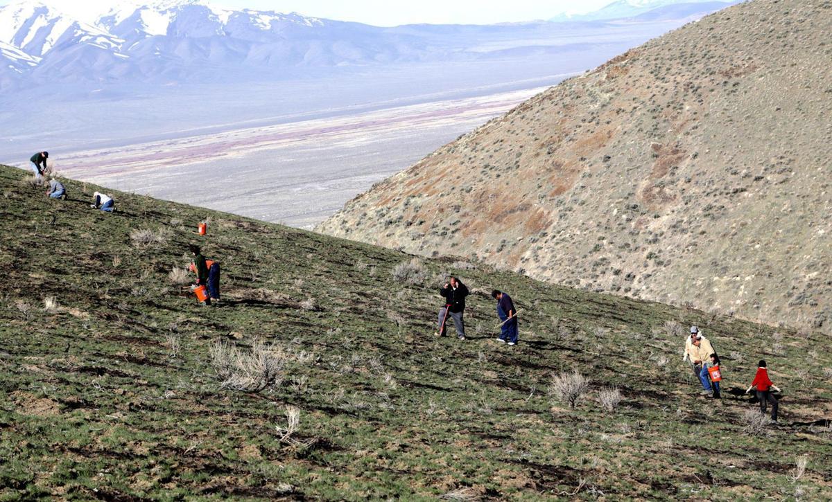 4,000 sagebrush seedlings planted on the Sheep Creek Fire