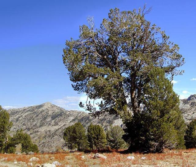 Nature Notes: Nevada’s big trees
