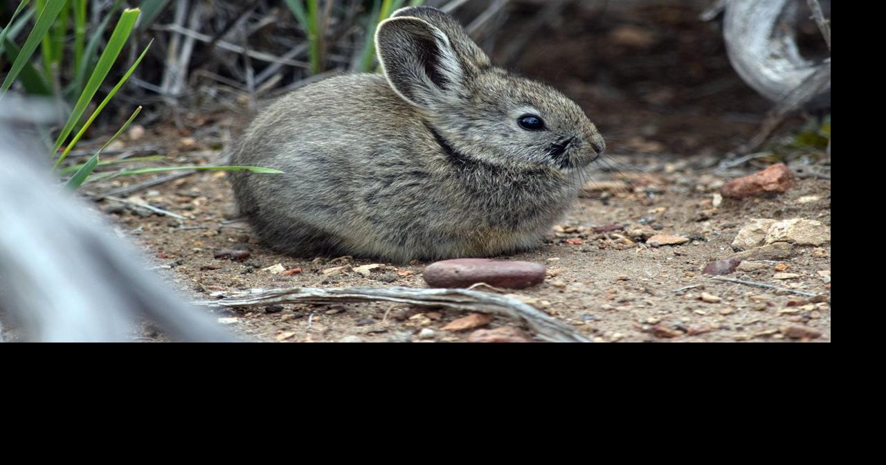 Pygmy rabbit research to be discussed
