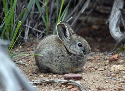 Pygmy rabbit research to be discussed