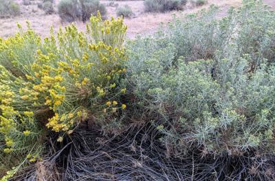 Nature Notes: The season to appreciate rabbitbrush