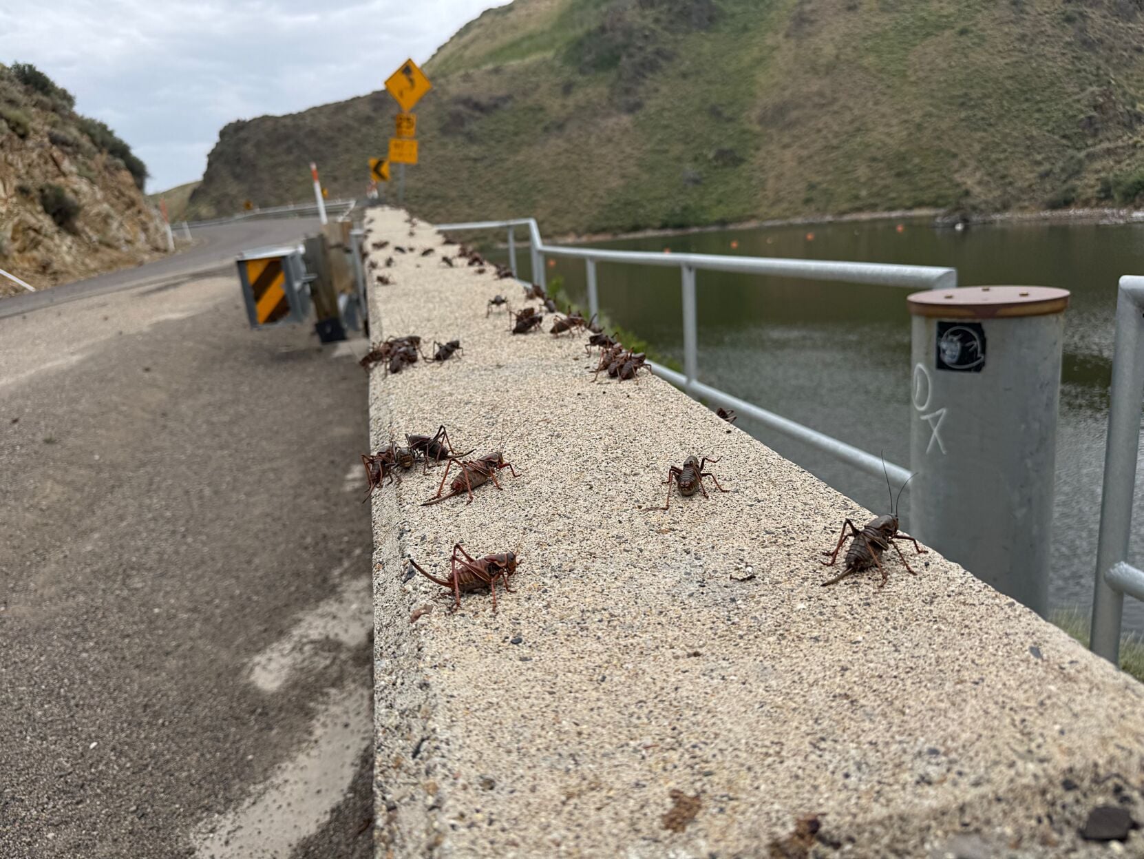 Elko, Nevada Mormon crickets haven't been around in 2026