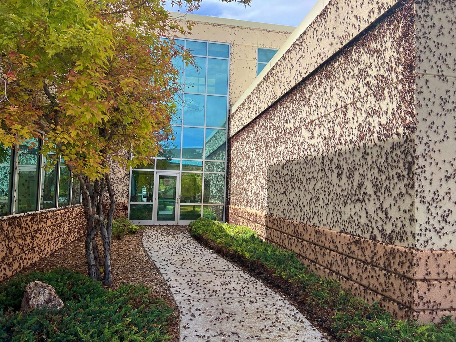 Mormon crickets cover hospital building