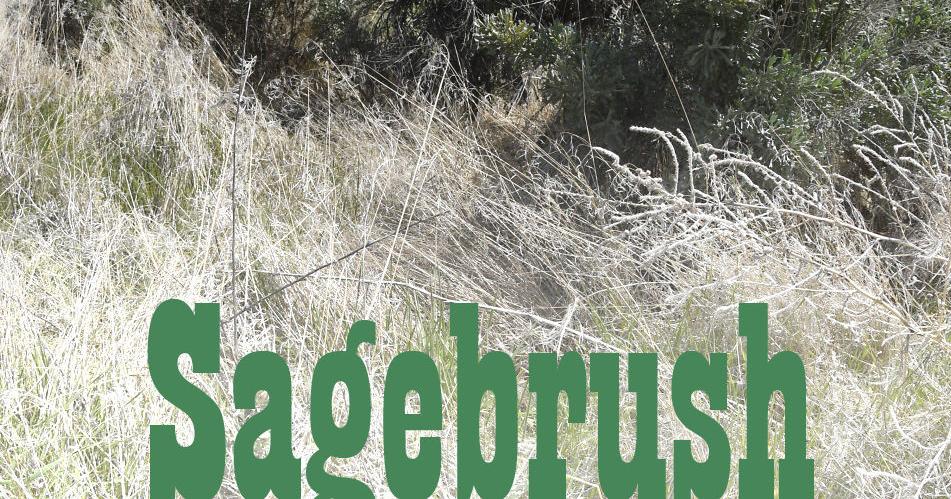 Sagebrush Savvy: Facts about the flower