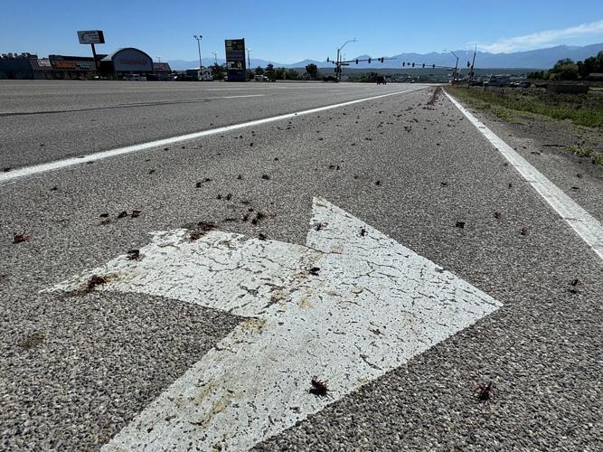 Number of Mormon cricket sightings come from Spring Creek