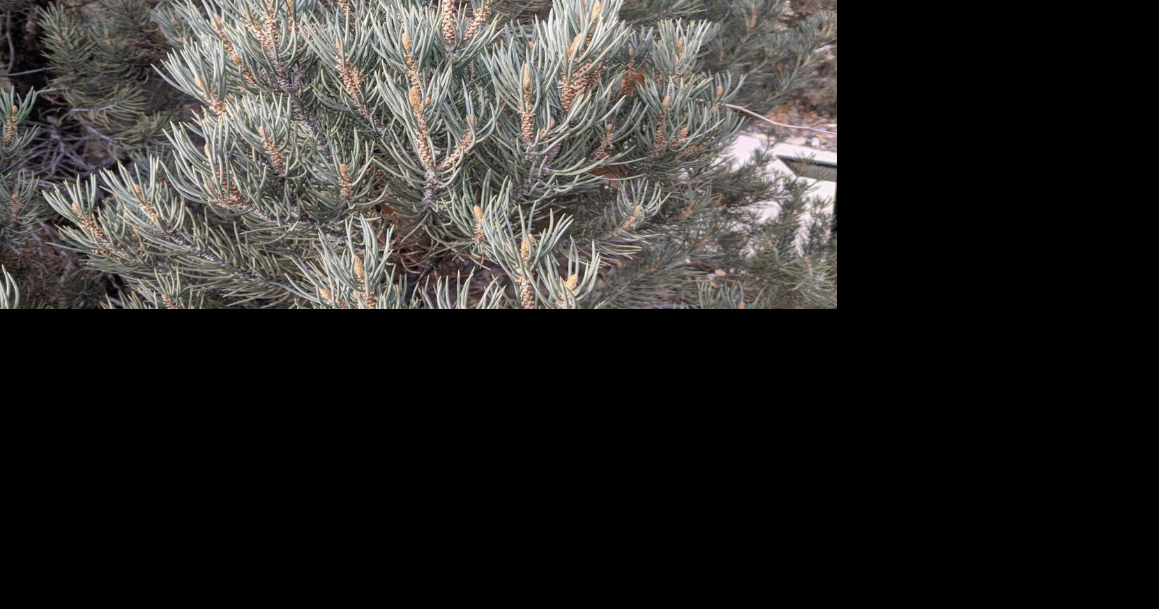 Nature Notes Larry Hyslop-How Ruby Mountains got pine trees