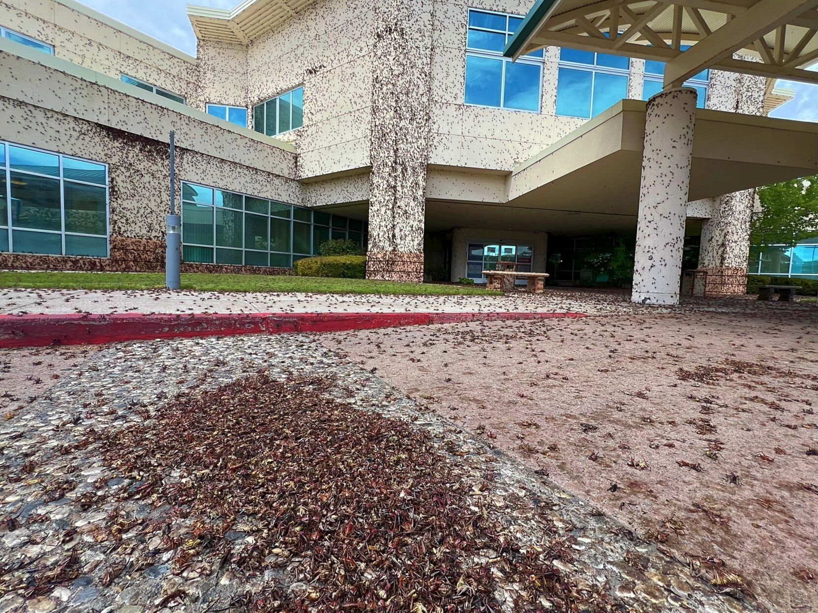 Mormon crickets cover hospital building