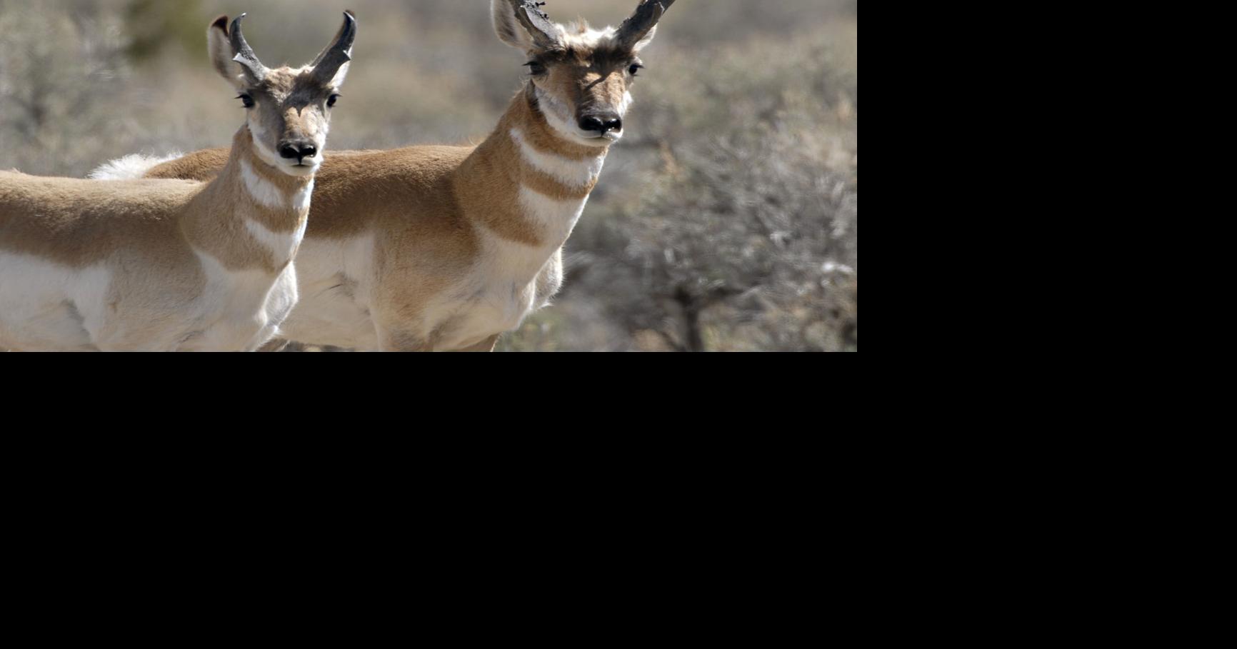 Nevada wildlife: 19 photos of local birds and mammals