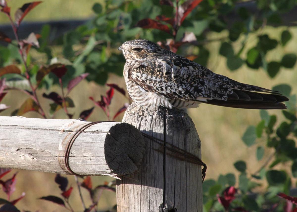 Nature Notes: The bird of summer evenings
