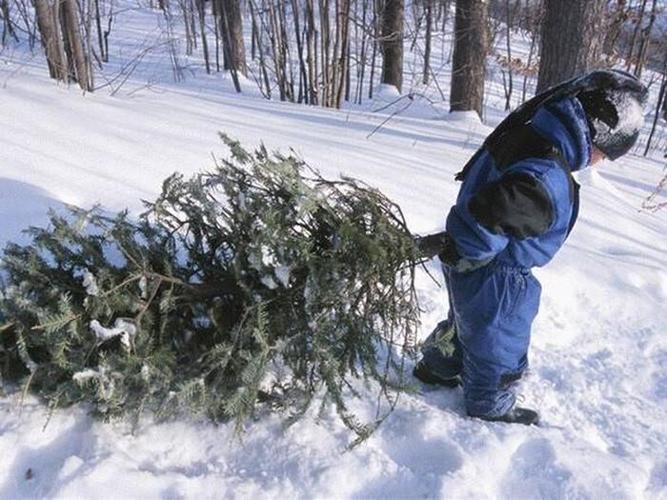 Bureau of Land Management BLM Christmas trees permits