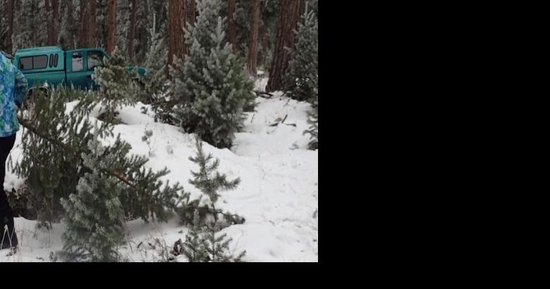 Bureau of Land Management BLM Christmas trees permits