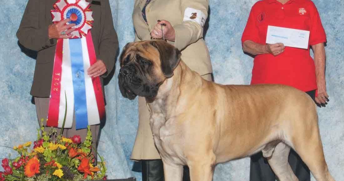 Local mastiff heads to Westminster