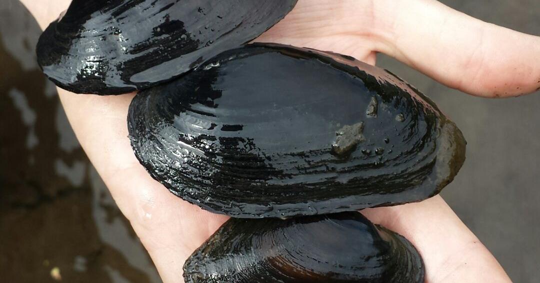 Learn about native mussels