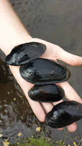 Learn about native mussels
