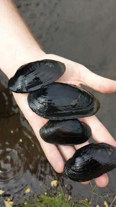 Learn about native mussels