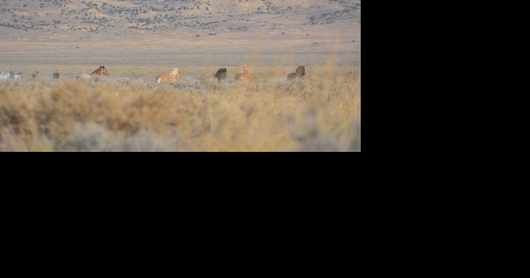 Bureau of Land Management wild horse roundup in Elko and Ely