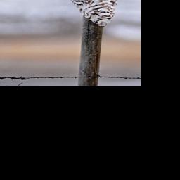 Snowy owls returning to northern Montana