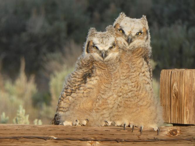 Nature Notes Larry Hyslop Winter nesting owls give a hoot