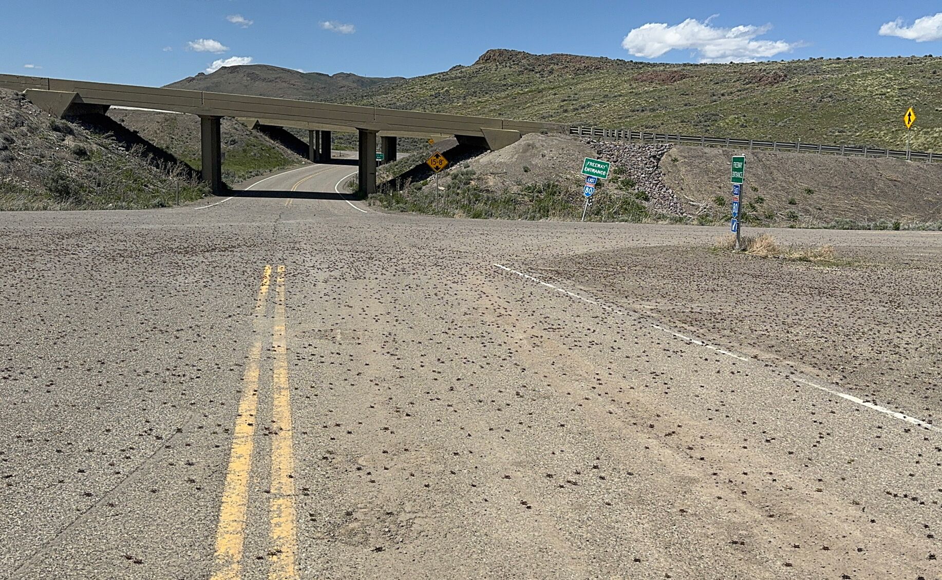 Photos: Mormon crickets are back