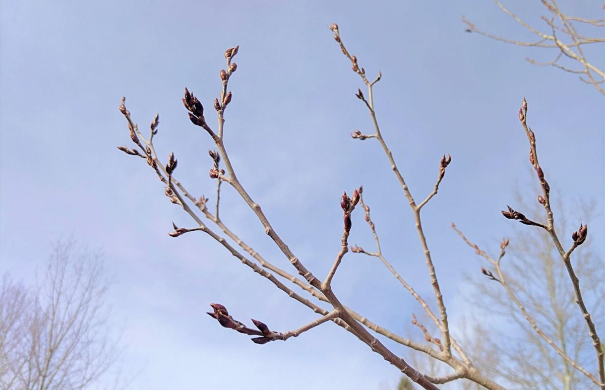 Nature Notes: Trees show promise of spring