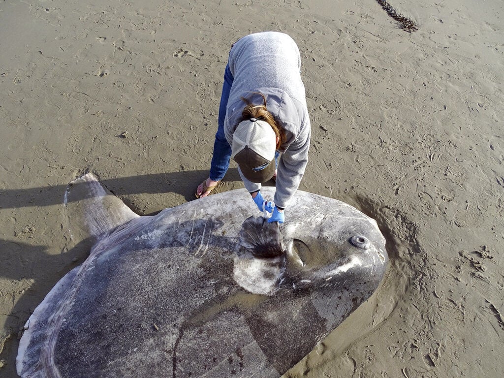 Massive, strange fish washes ashore in California
