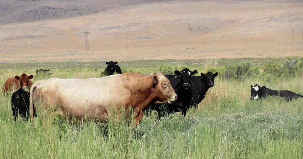 Targeted grazing plan up for comments