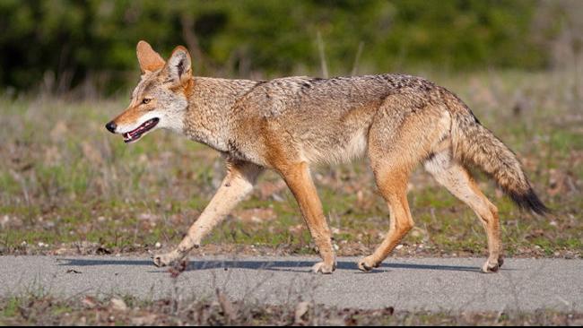 Rabid coyote attacks couple | News | elkodaily.com