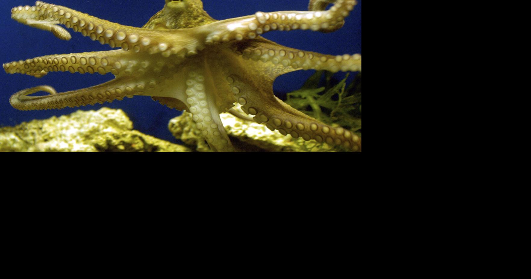 Scientists discover 330 million year old fossil of octopus relative