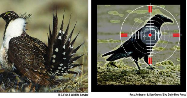 Save sage grouse, target ravens: County hopes pilot program sets precedent