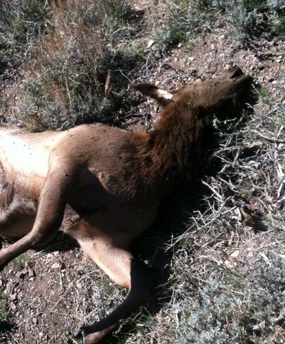 NDOW: Six elk poached, left to rot