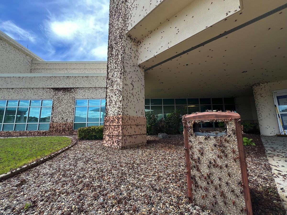 Elko County seeks help battling Mormon crickets