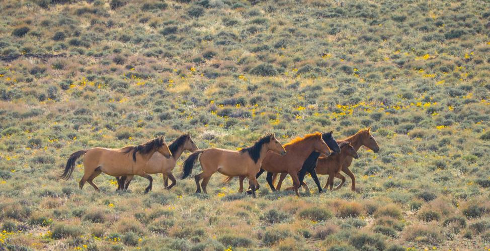 Nature Notes: Update on BLM's wild horse, burro program