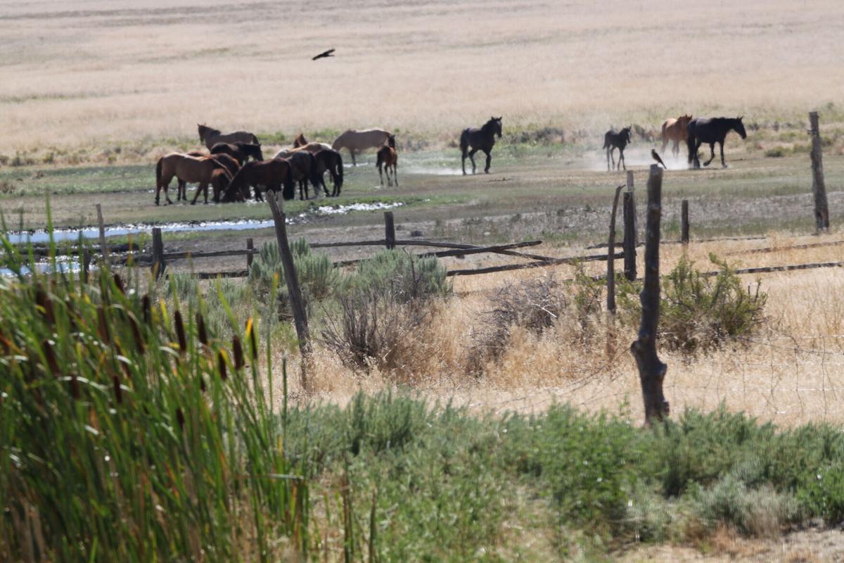 Nature Notes: Wild or feral? Part 2 looks at mustangs or range horses