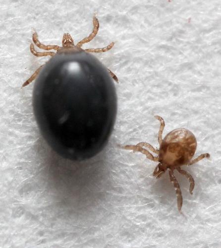 First-ever transgenic ticks to help fight Lyme disease