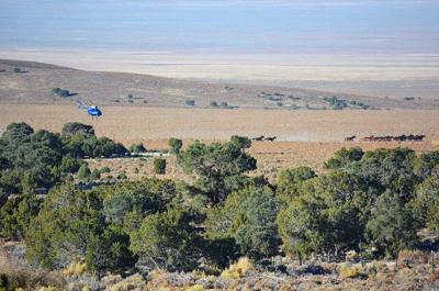 Ely, Elko BLM plan joint wild horse management area