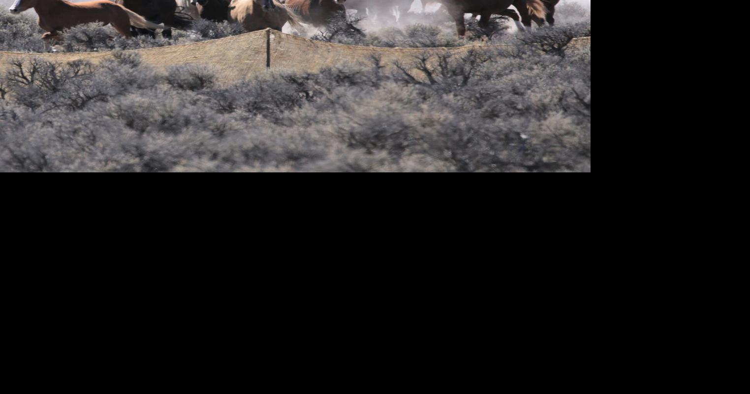 Nature Notes: Update on BLM's wild horse, burro program