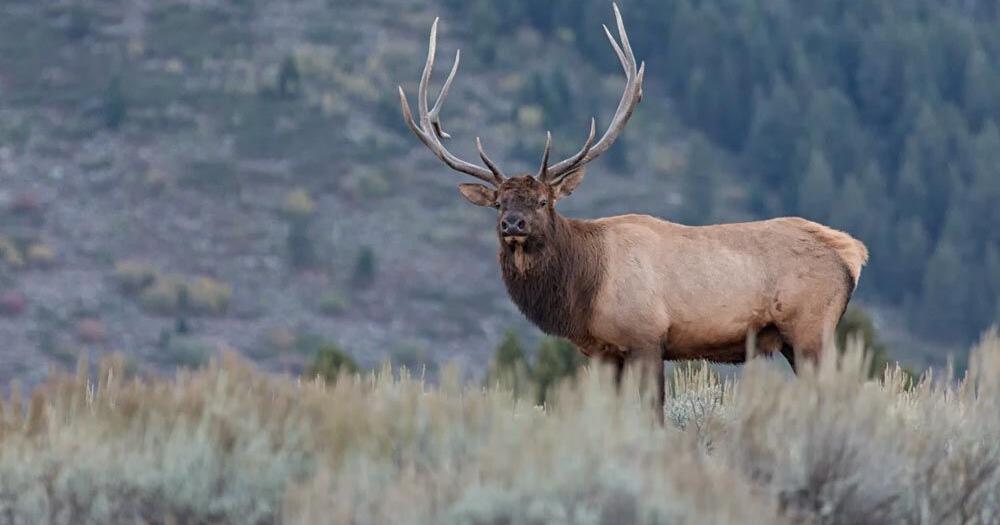 Rocky Mountain Elk Foundation funds projects to protect elk
